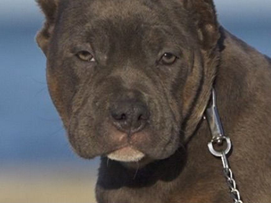 Американский Булли 4 месяца