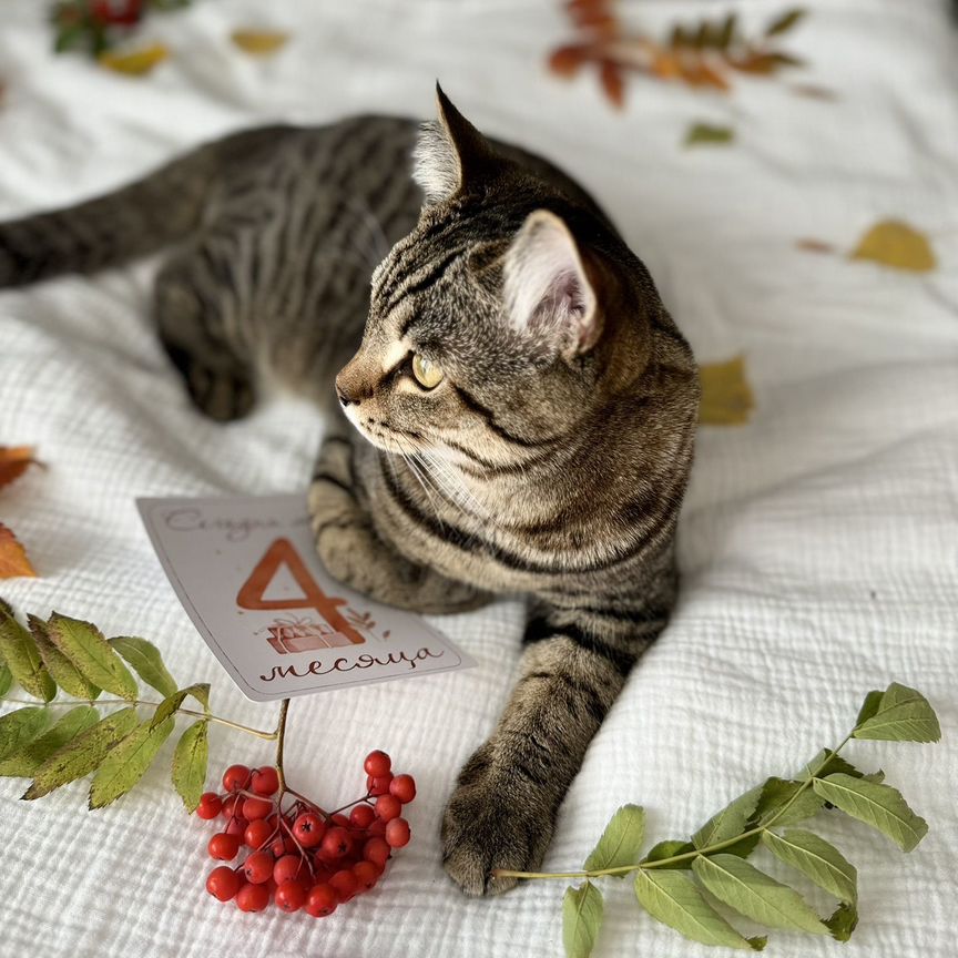 Бязка,нуу очень красивого Кота