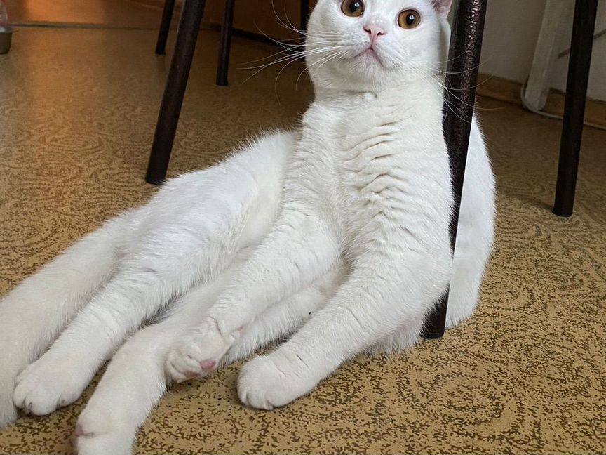 Котик