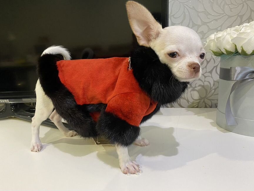 Норковая шубка для собачки