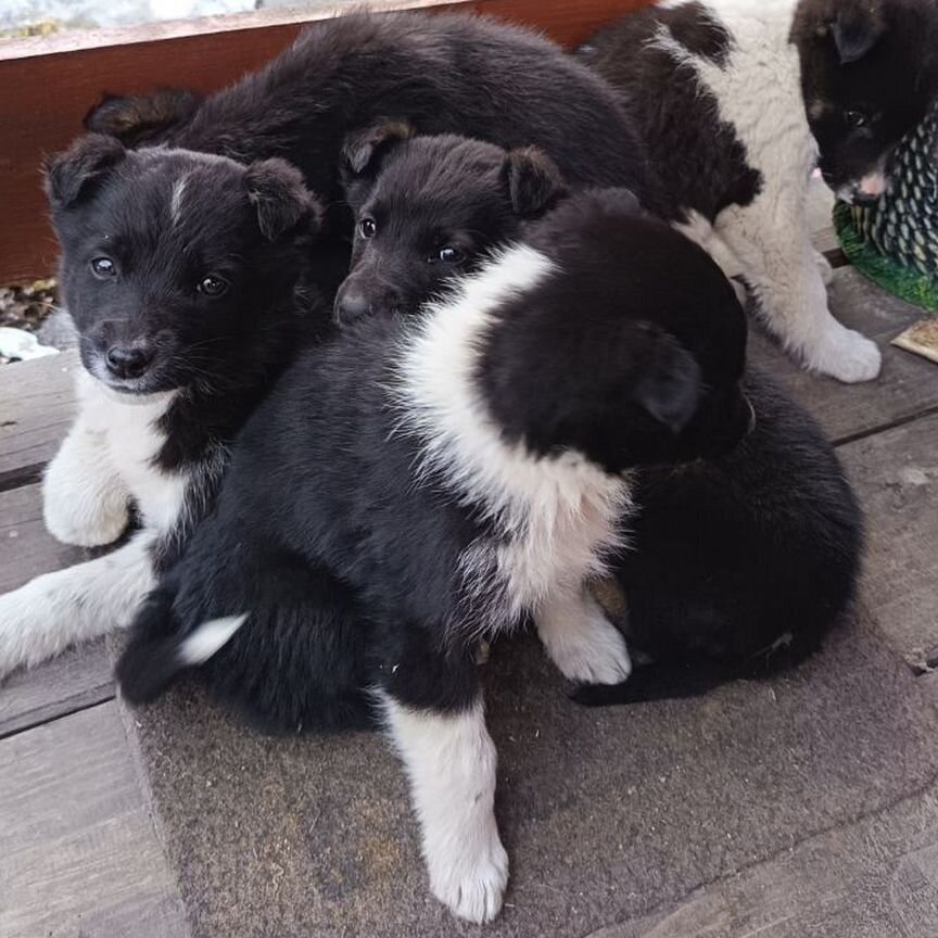 Щенок в добрые руки