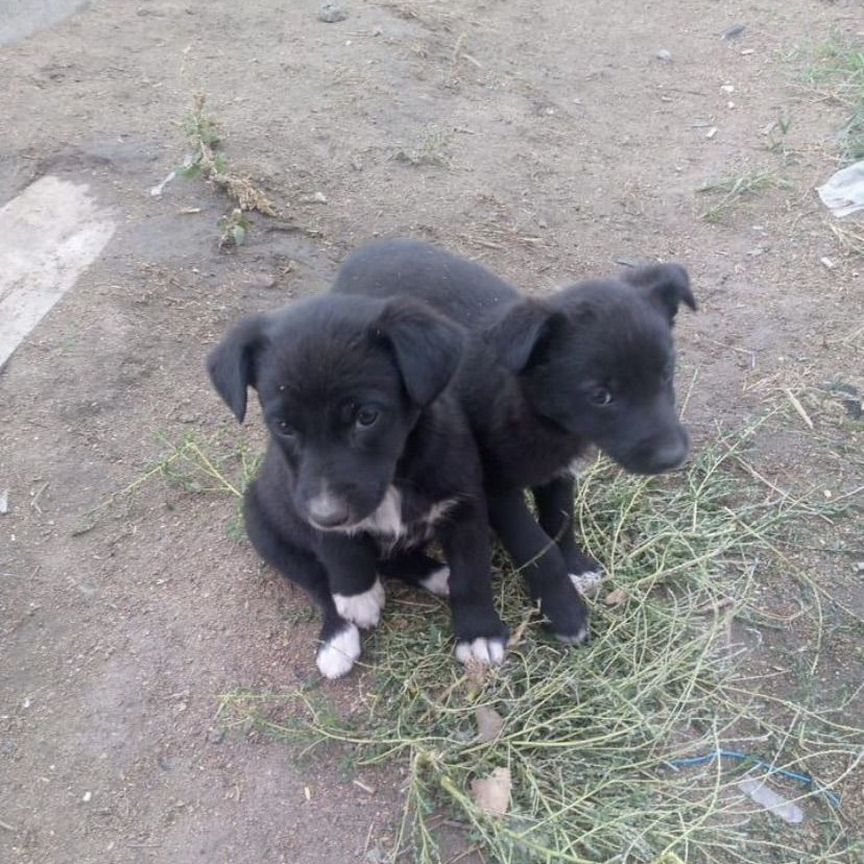 Щенки охранники в добрые руки