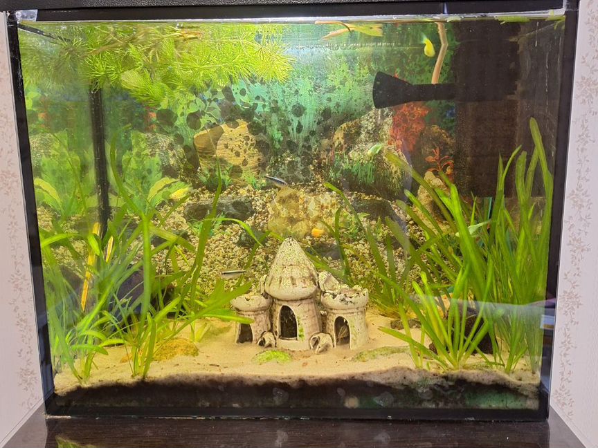 Аквариум с рыбками