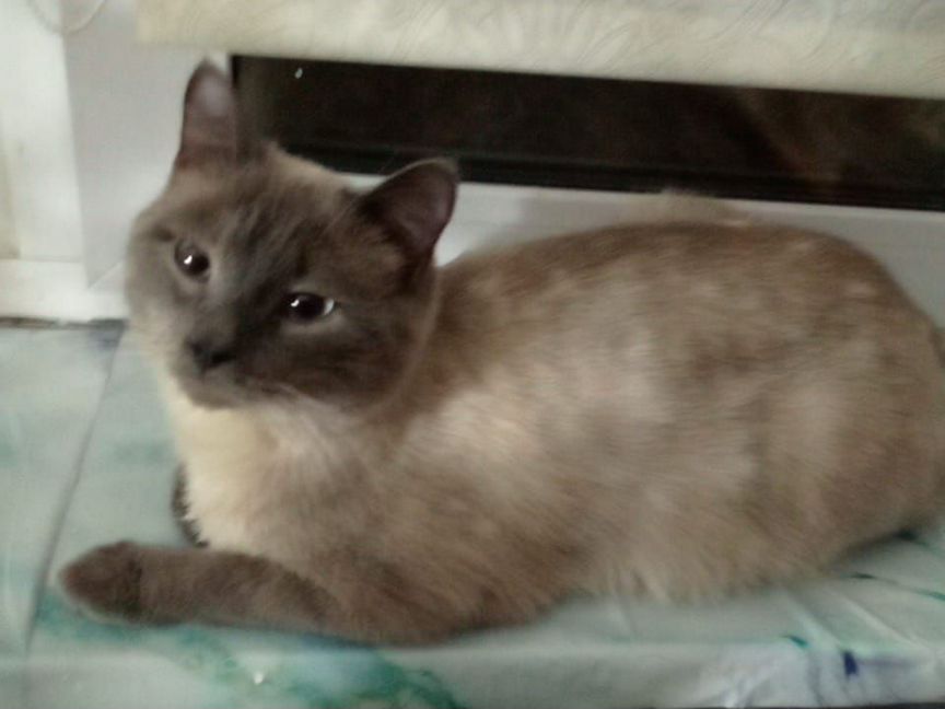 Котик