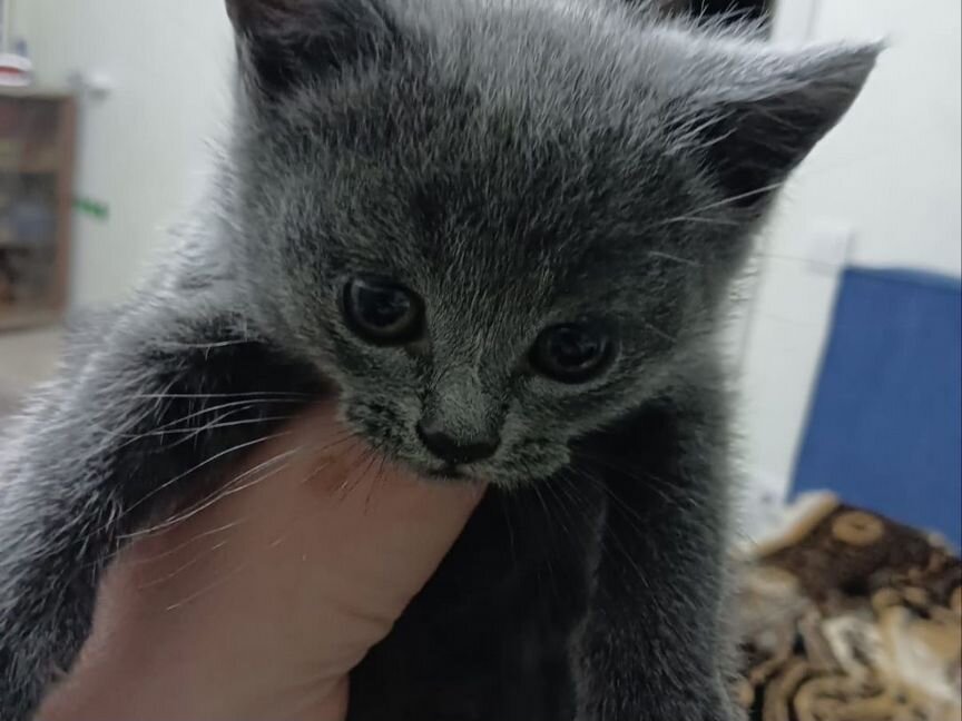 Котёнок прямоухий шотландский