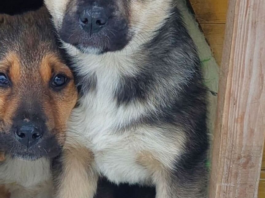 Щенок бесплатно