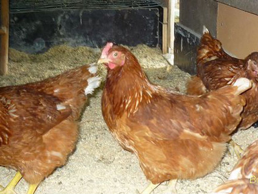 Продам несколько семей кур