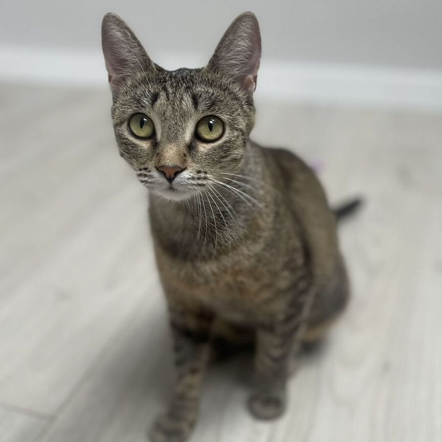 Взрослая, кошка в добрые руки