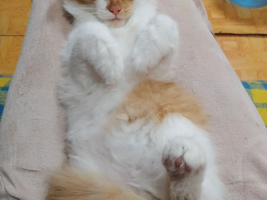 Продам котенка. Родился в мае