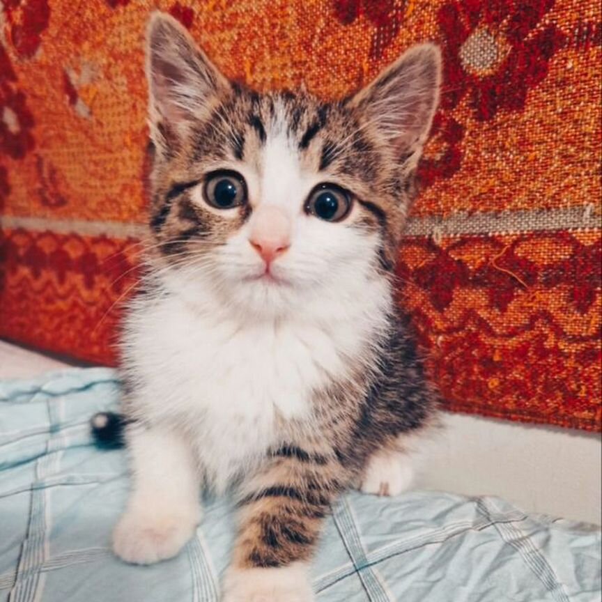 Котёнок девочка 3 мес