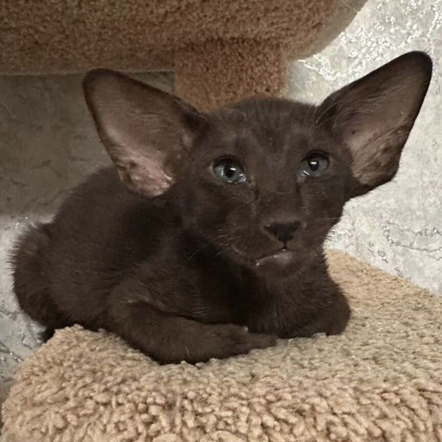 Ориентальный котёнок