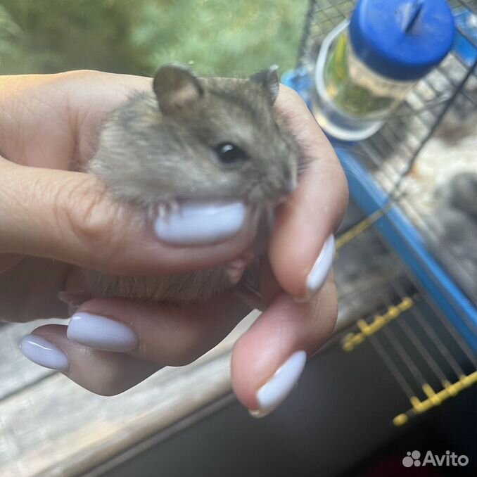 Джунгарский хомяк 50р