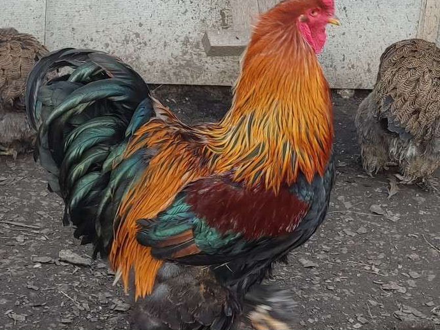 Цыплята Брама, Орпингтон и других пород