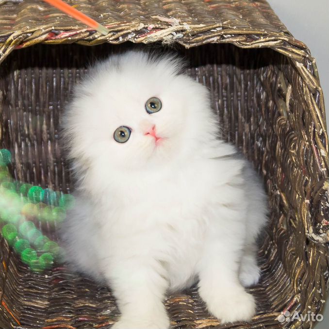 Шотландская белая кошечка Мэри