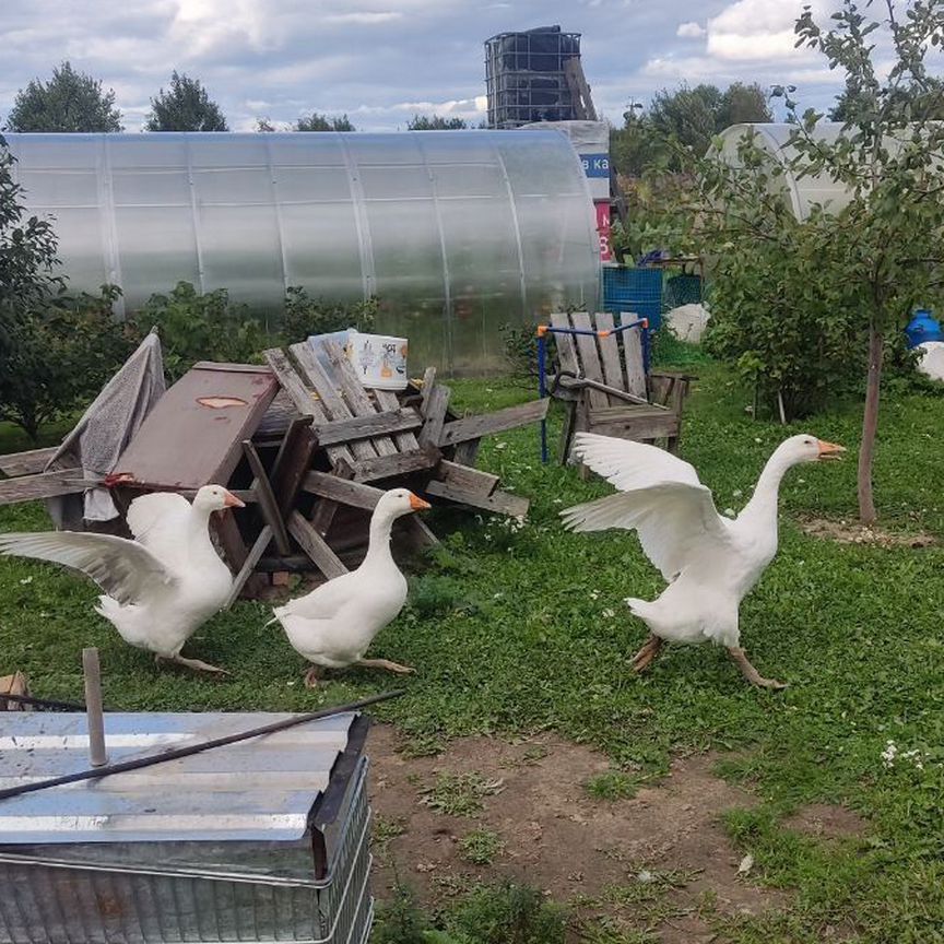 Яйцо домашнее гусиное