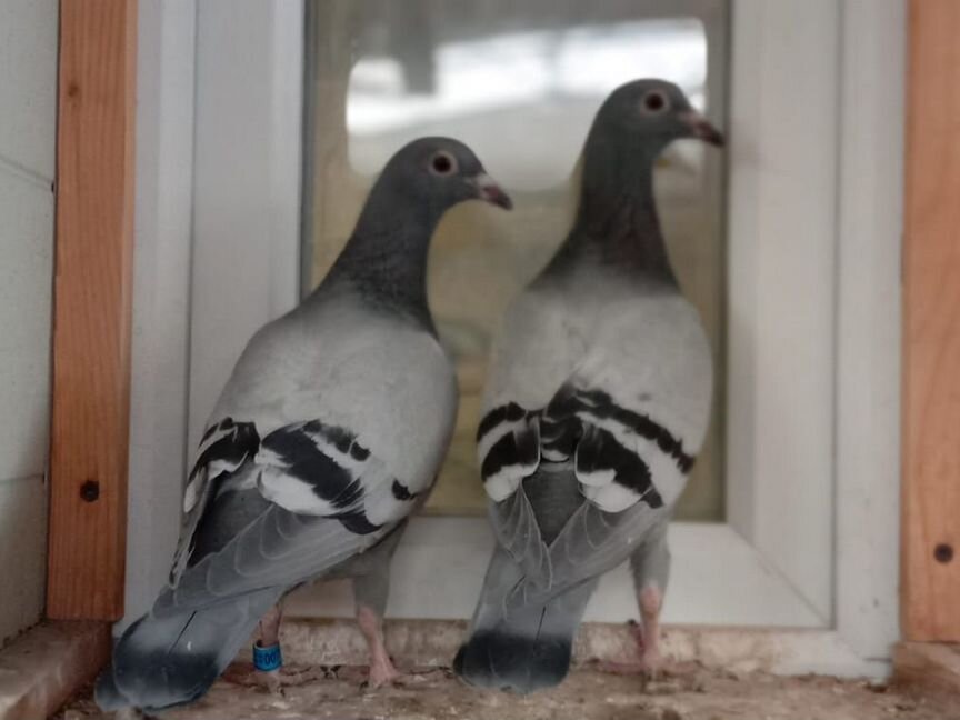 Спортивные голуби