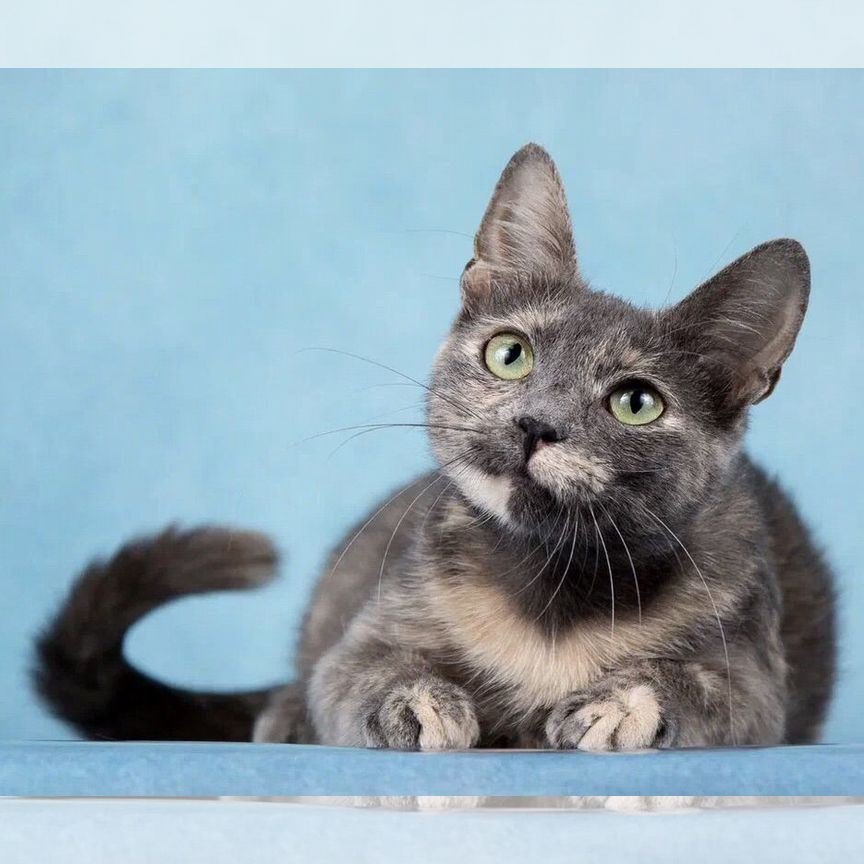 Кошечка с зелеными глазами в добрые руки