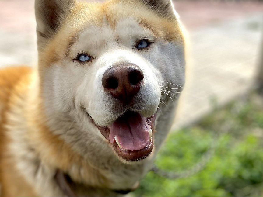 Хаски приглашает на случку