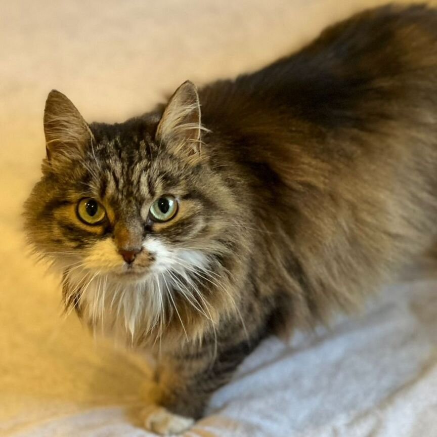 Взрослая кошка в добрые руки