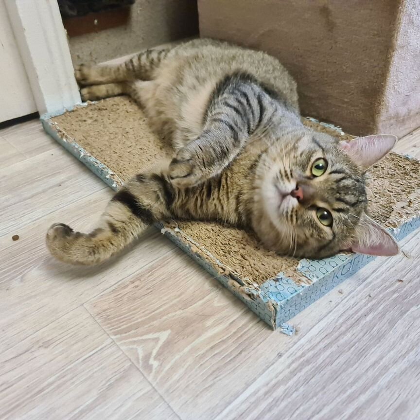 Кот Принц в руки Надёжных хозяев. Кастрат