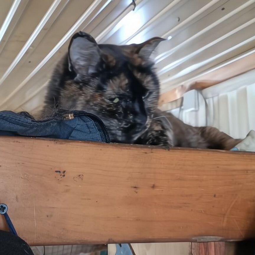 Взрослая, кошка в добрые руки