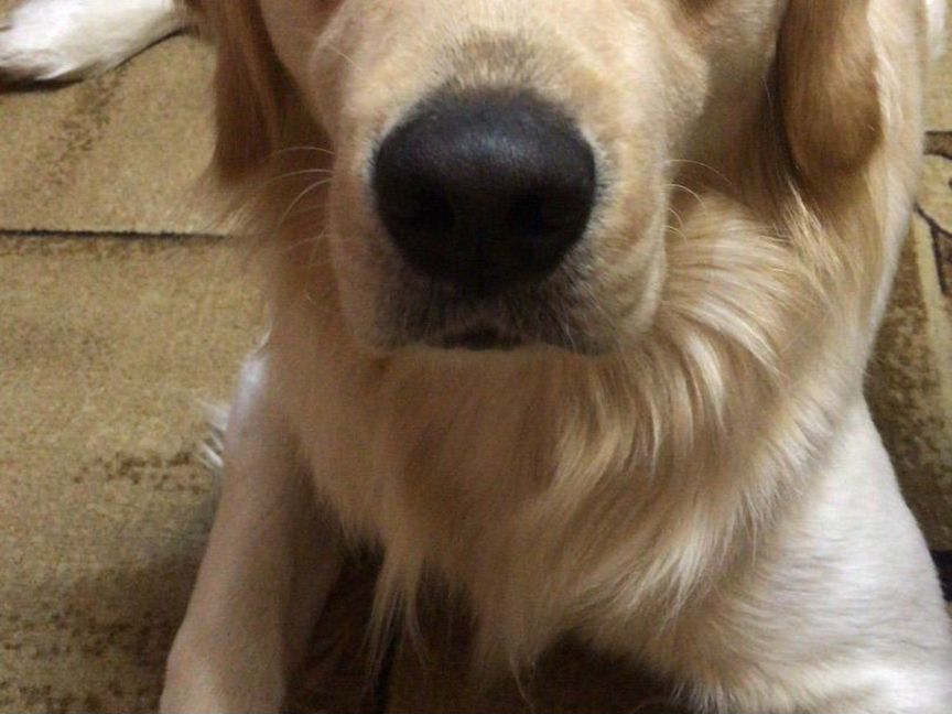 Золотистый ретривер вязка