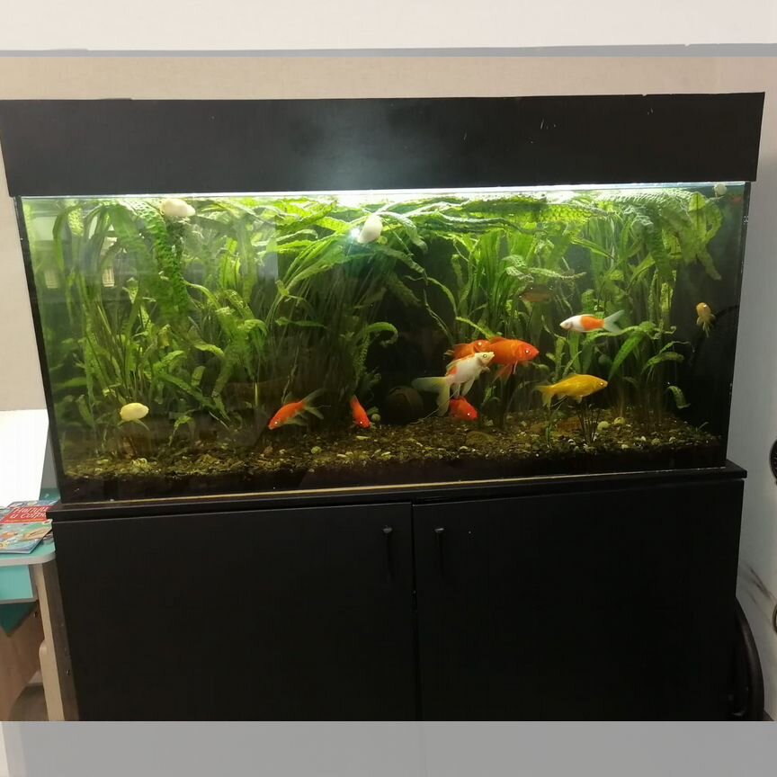 Аквариум 350л с тумбой и рыбками
