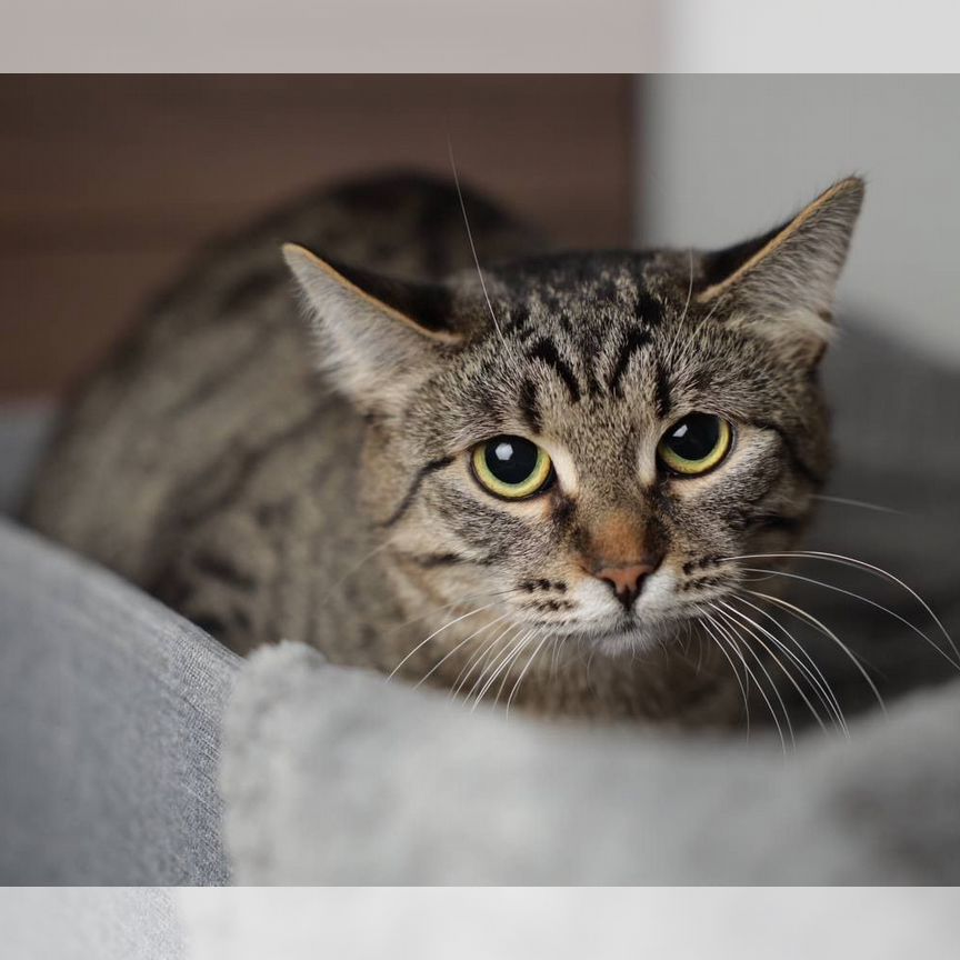 Полосатая кошечка ищет добрые руки