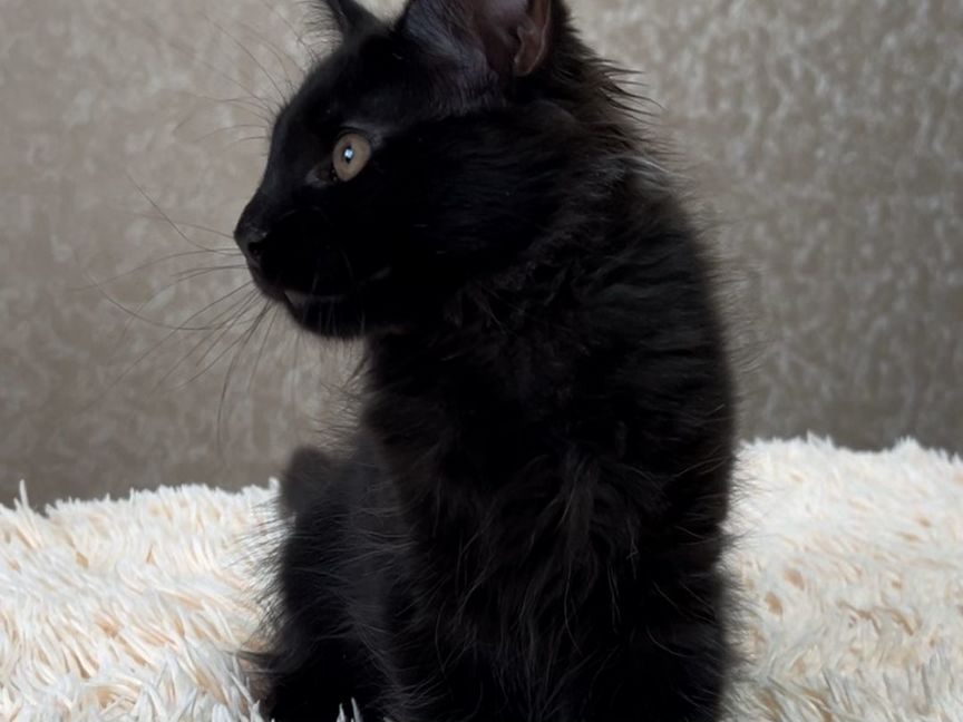 Мейн-кун котята девочки