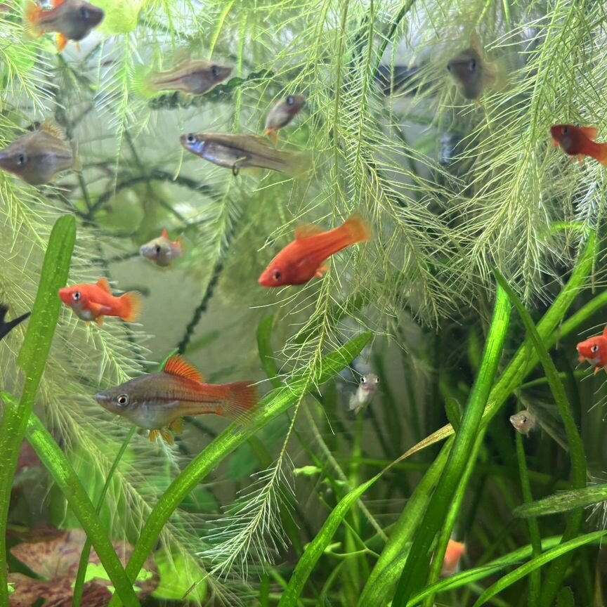 Аквариумные рыбки