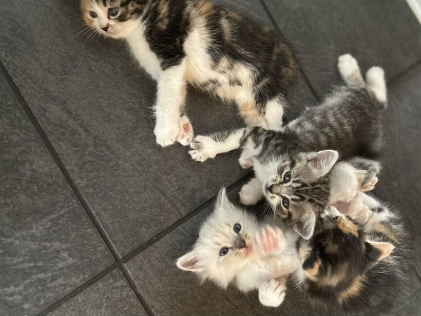 Кошки в добрые руки