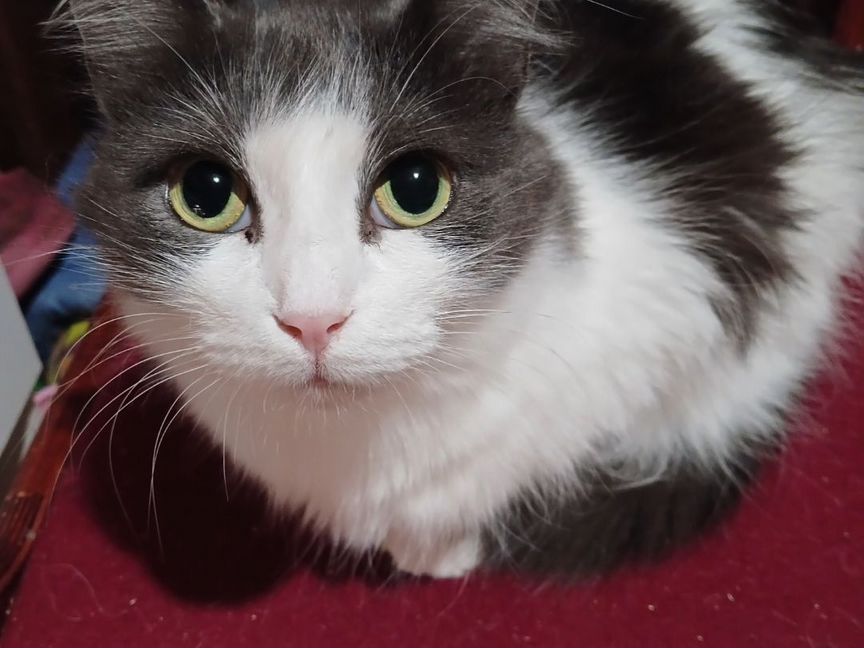 Кошка