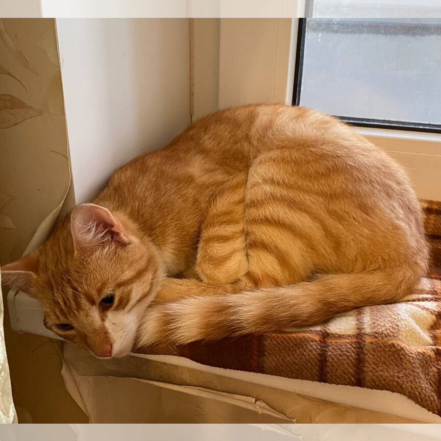 Кот примерно пол года