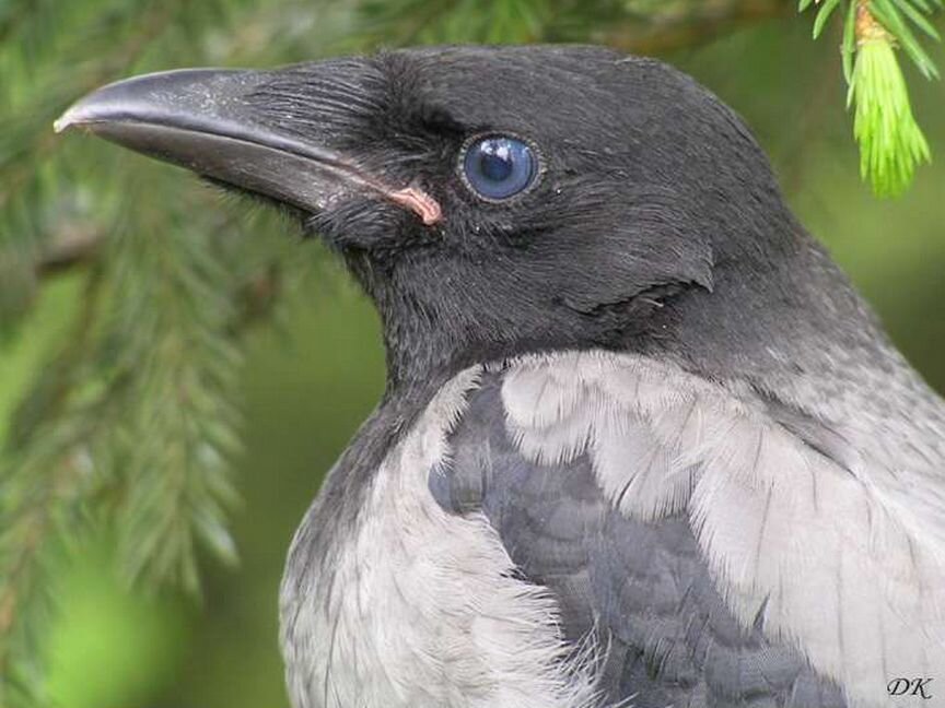 Ворона серая