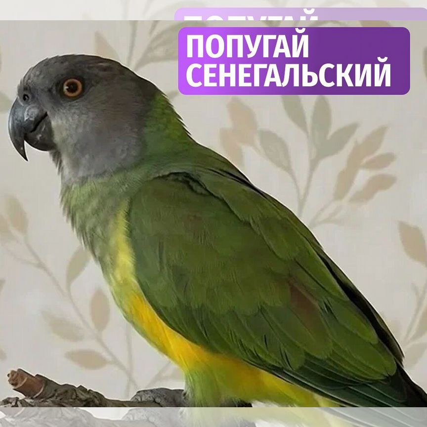 Попугай Синегальский