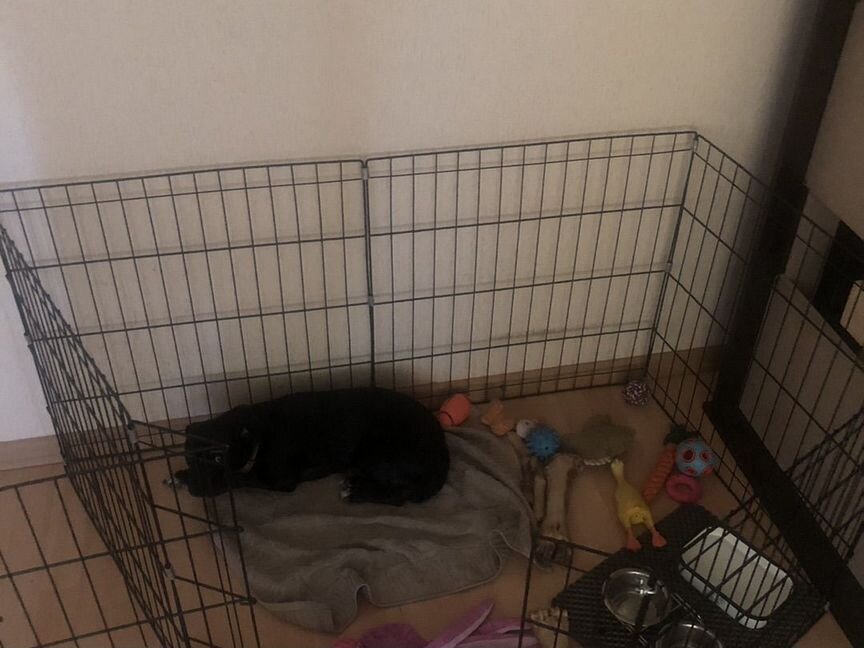 Собака в добрые руки отдам бесплатно