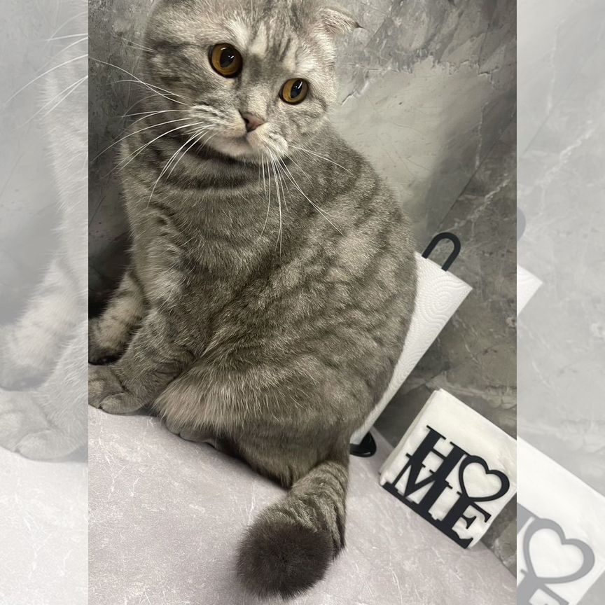 Кот