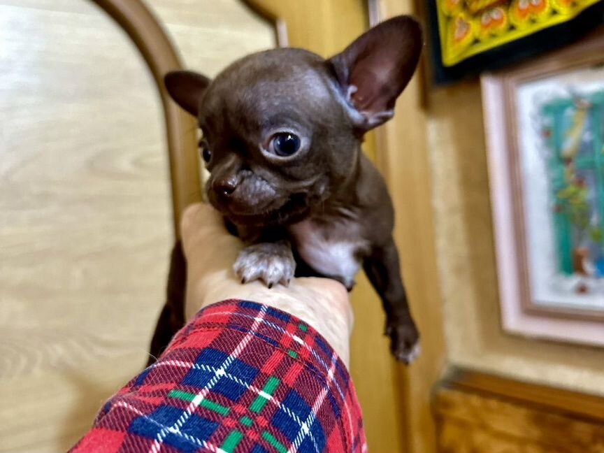 Чихуахуа микро мальчик