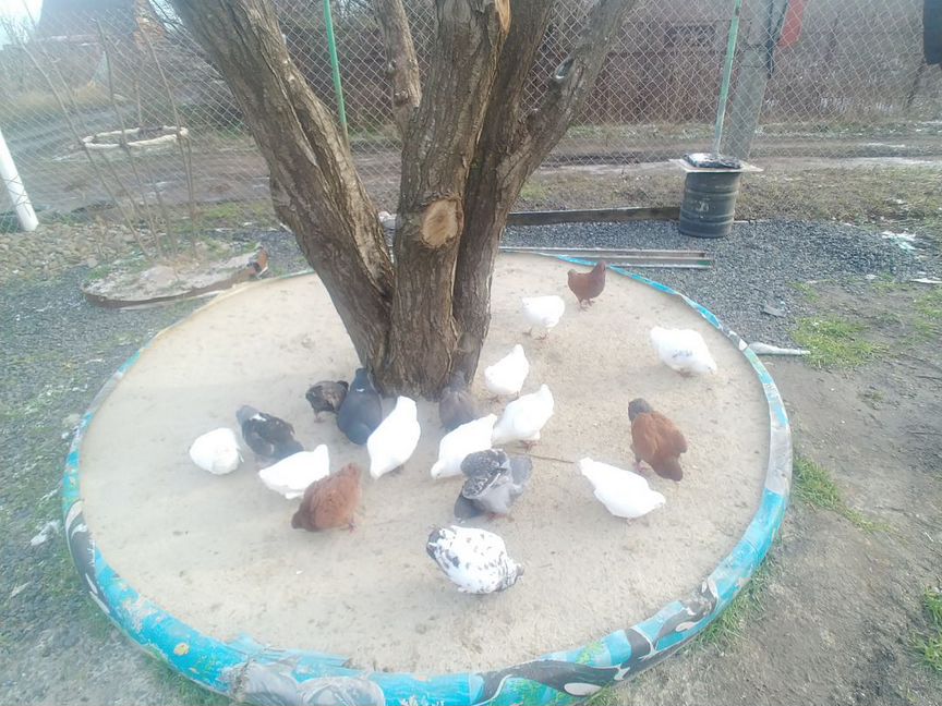 Голуби Кинги