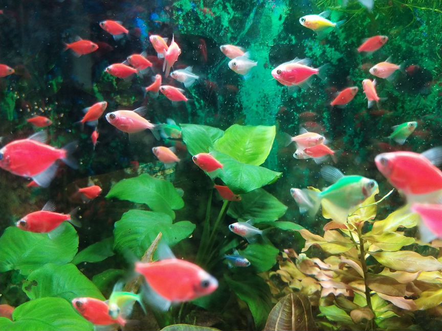 Тернеция глофиш