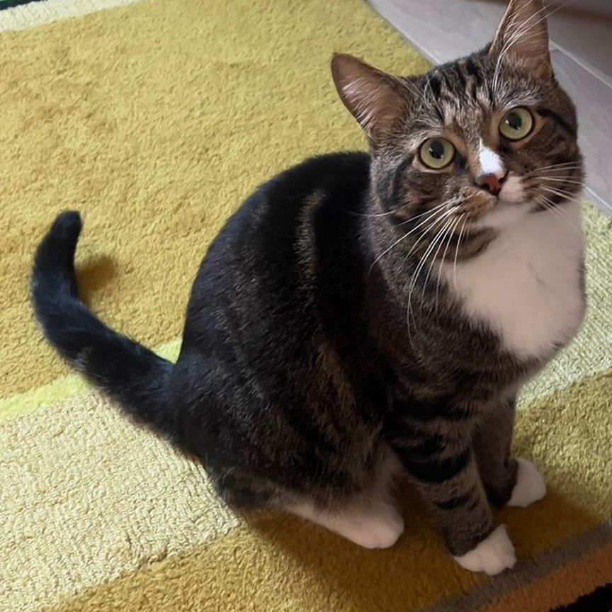 Взрослый кот в добрые руки