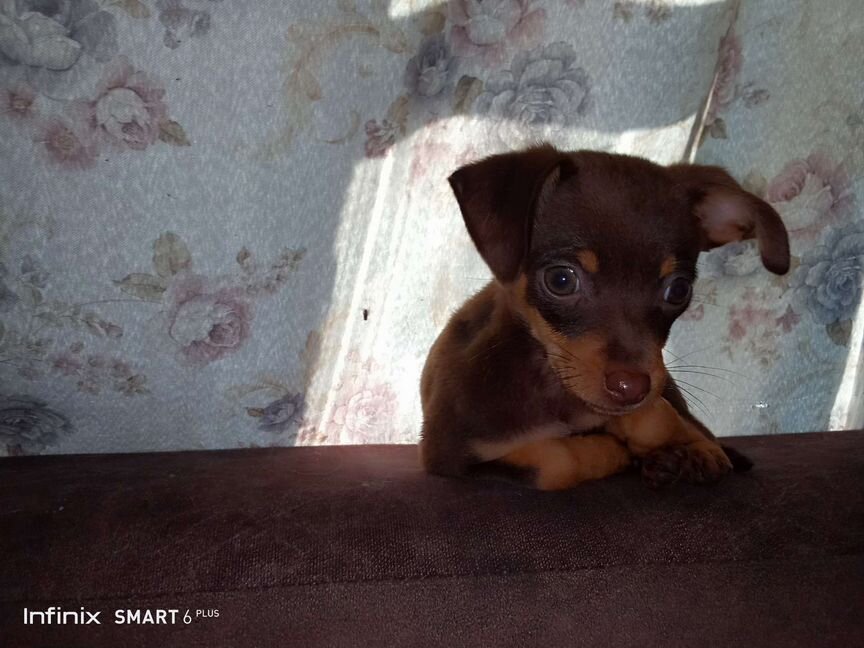 Русский той-терьер