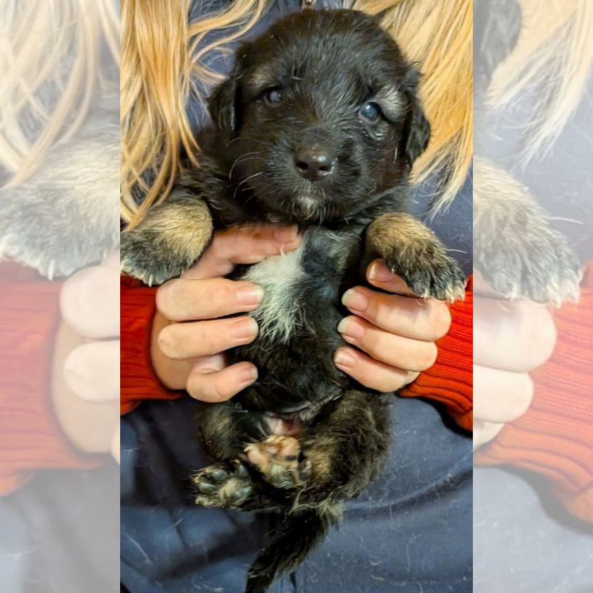 Немецкая овчарка, щенок