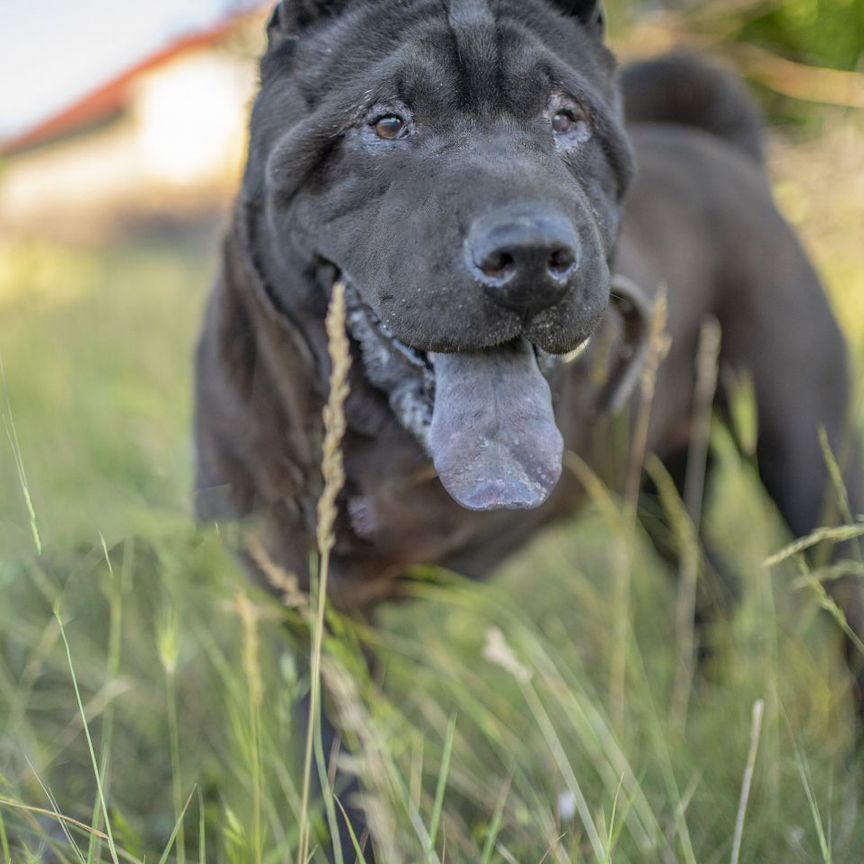 Шарпей из приюта