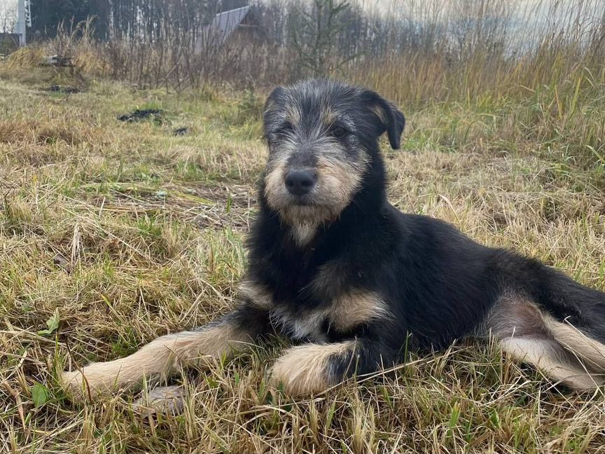 Щенок бородач девочка в добрые руки