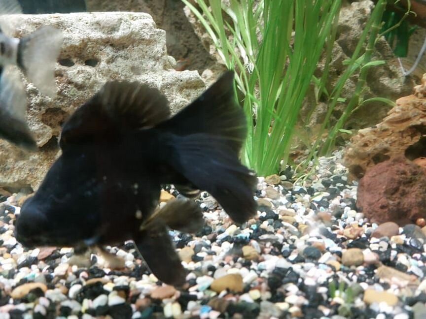 Золотая рыбка (телескоп)