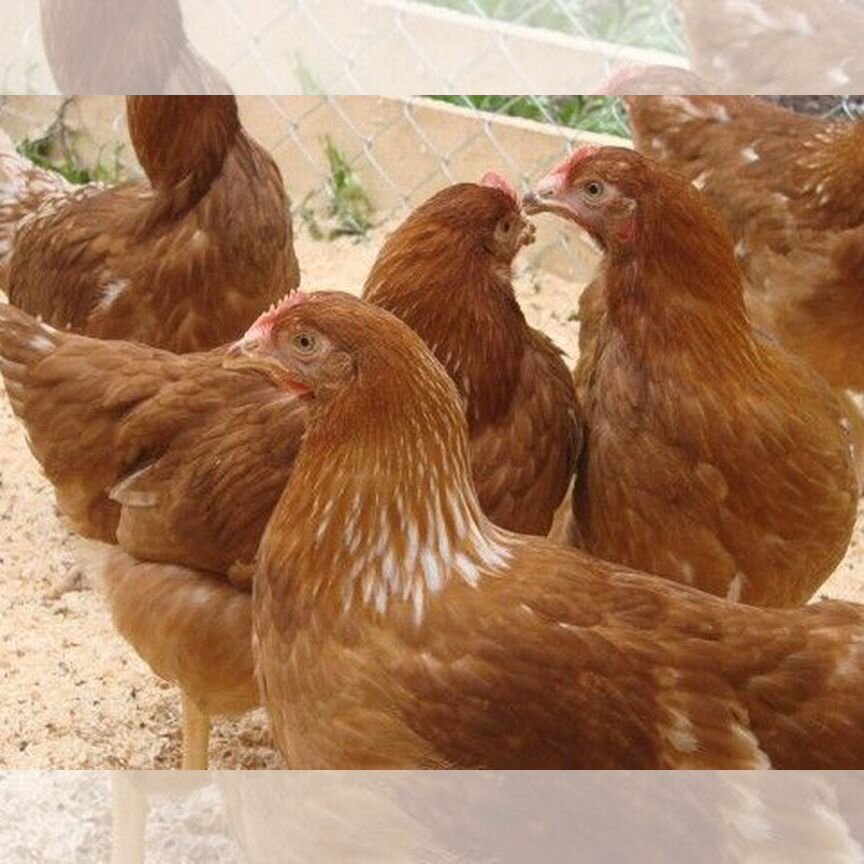 Куры молодки несушки домашние