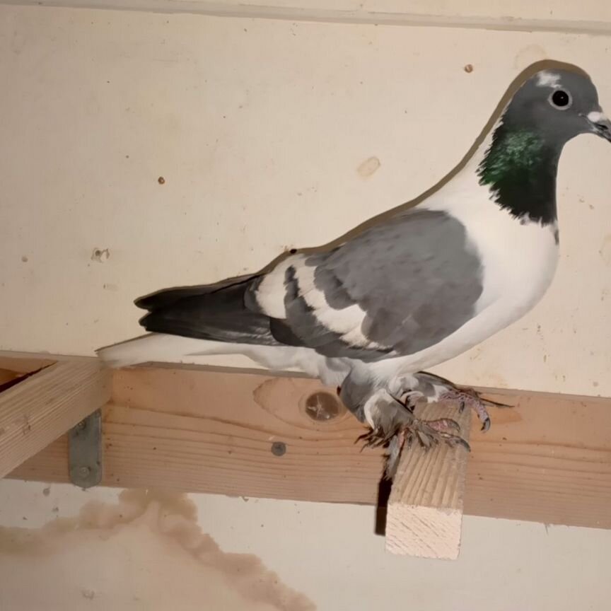 Продажа голубей, тульский чеграш