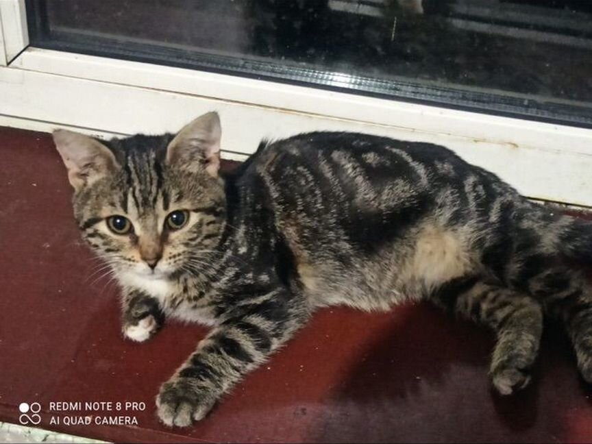 Кошка шпротинка