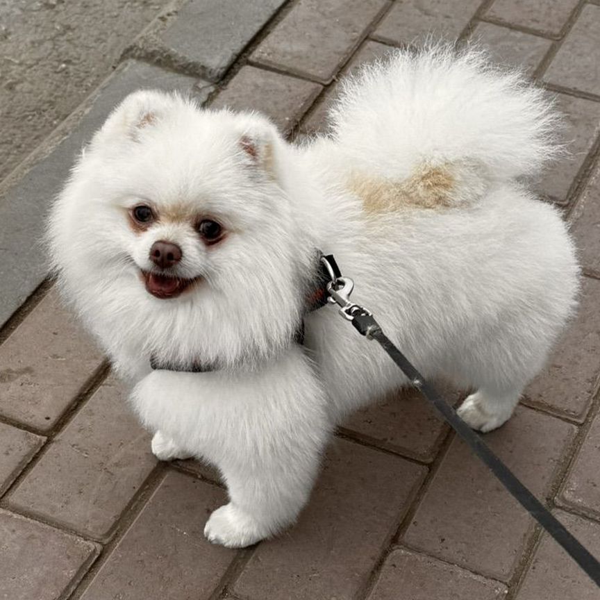 Белый померанский шпиц